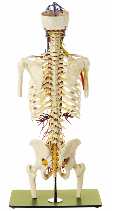 AS9/3 - Transparent Torso Model with Blood Vessels and Head