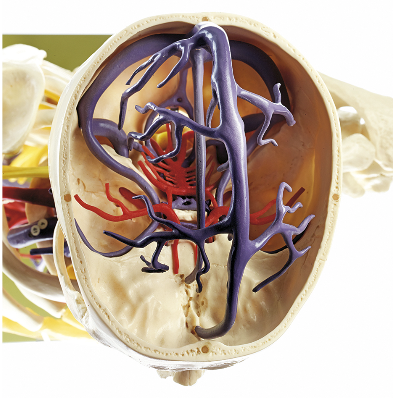 AS9/3 - Transparent Torso Model with Blood Vessels and Head