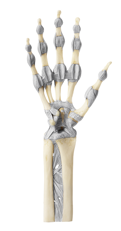 NS21/1 - Joints of Hand and Fingers with Ligaments