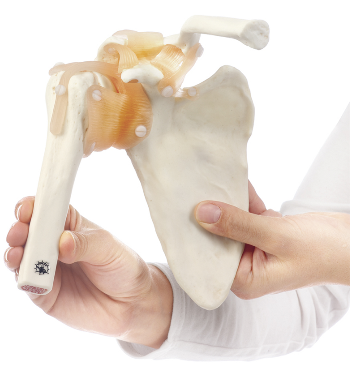 NS53 - Functional Model of the Shoulder Joint