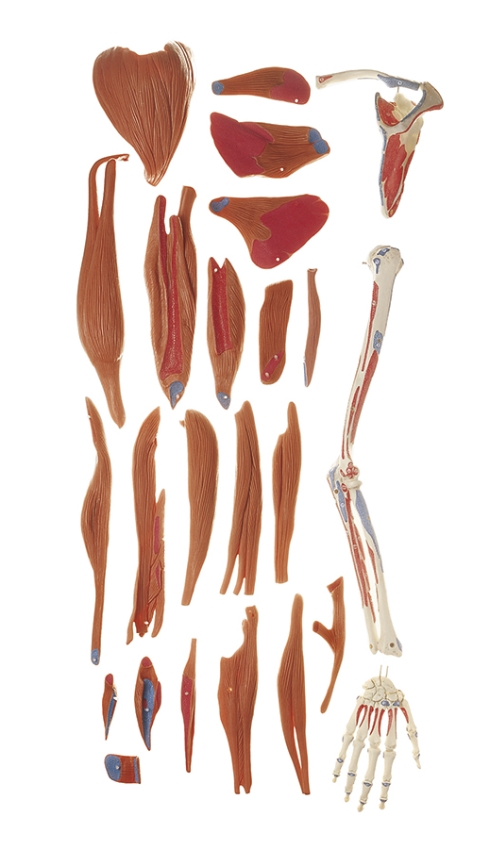 QS55/5 - Model of the Arm Muscles