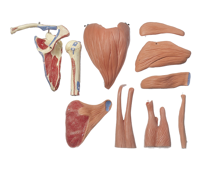 QS55/6 - Demonstration model of the Shoulder Muscles