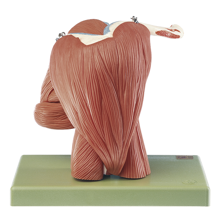 QS55/6 - Demonstration model of the Shoulder Muscles