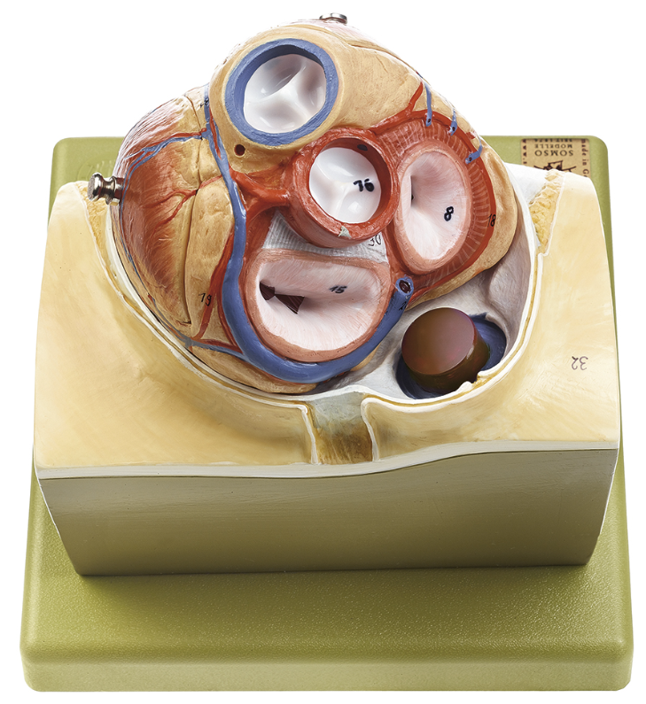 Heart on Diaphragm Base Anatomical Model