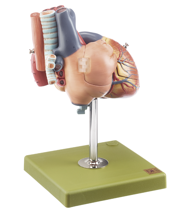 Heart with Trachea | Southern Biological