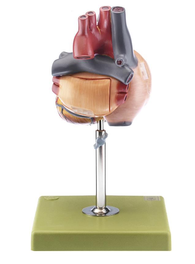 Heart with Conducting System, Anatomical Model
