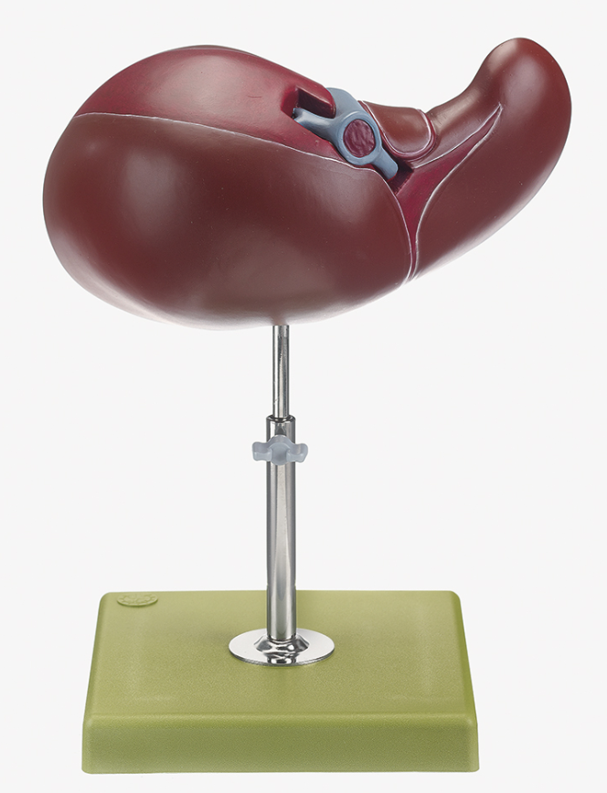 Somso Liver and Gallbladder, Anatomical Model