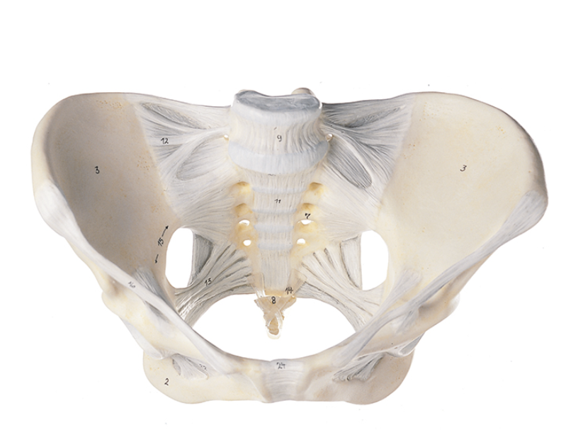 MS10/1 - Female Pelvis with Ligamentous Apparatus