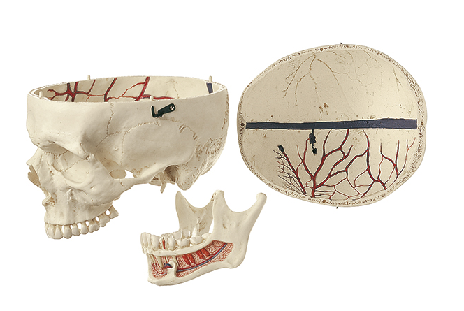 QS2 - Artificial Human Skull