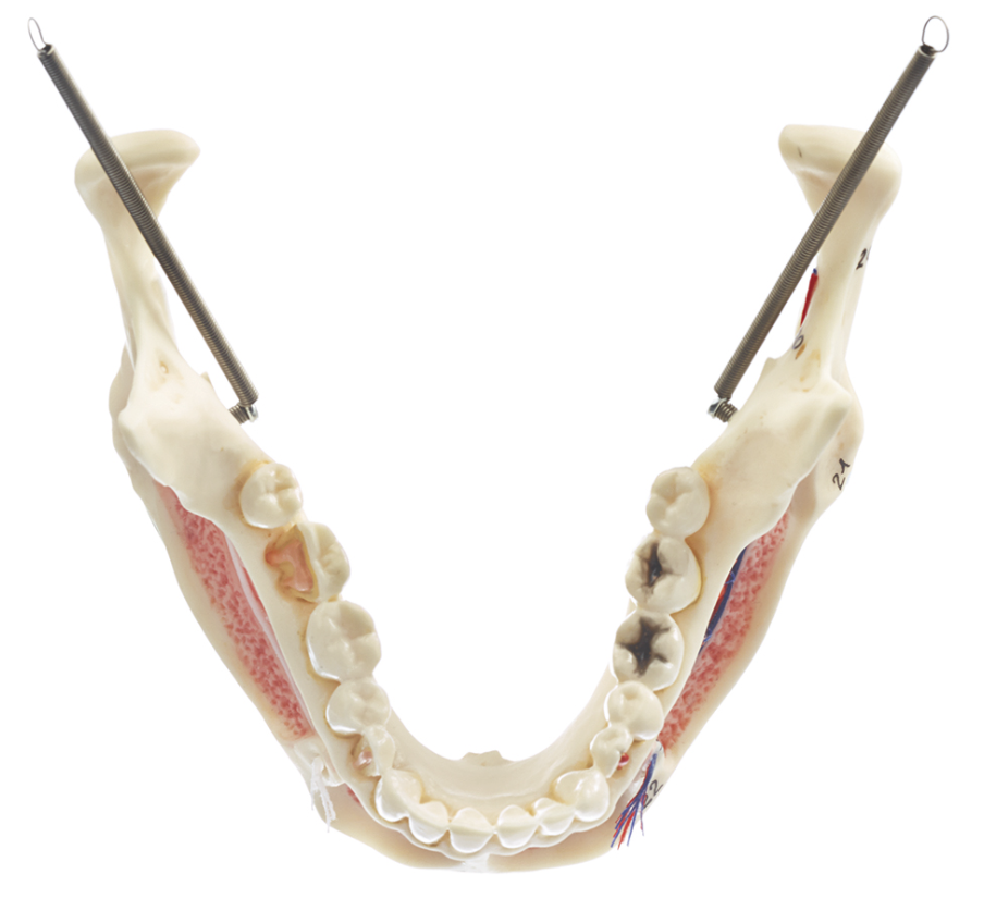 QS2/1 - Artificial Human Skull