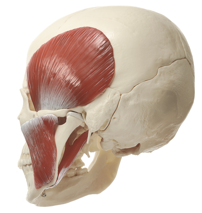 QS8/218M - 18-Part Model of the Skull with Muscles of Mastication
