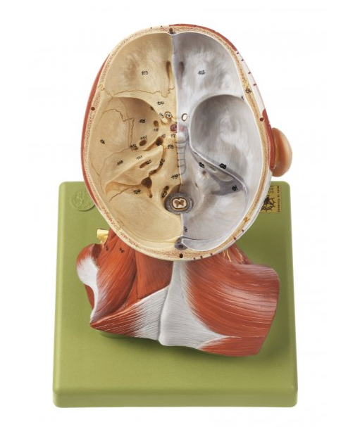 Somso Head with Muscles and Vessels, Anatomical Model