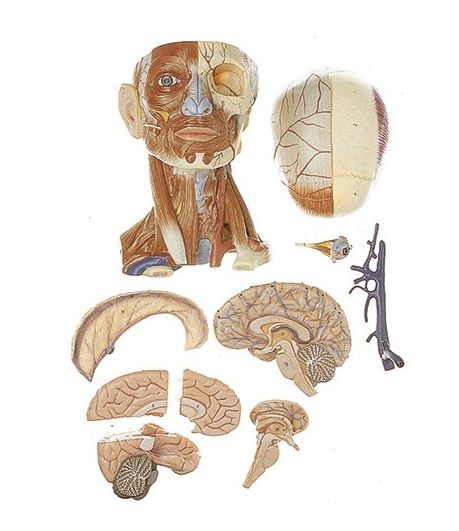 Somso Head with Muscles