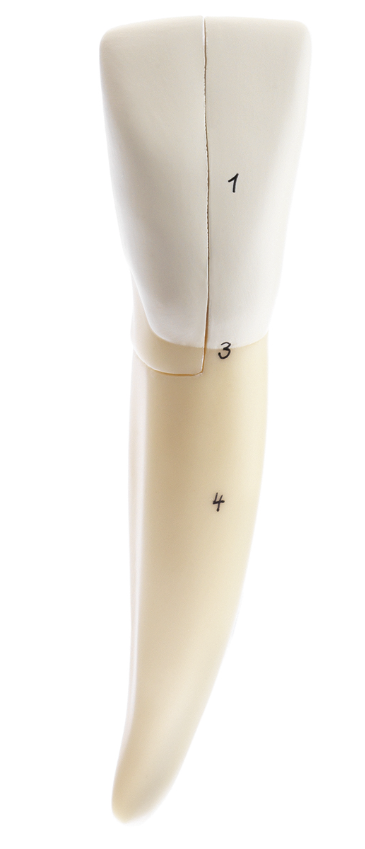 Somso Lower Incisor, Anatomical Model