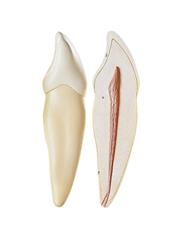 Somso Lower Incisor, Anatomical Model