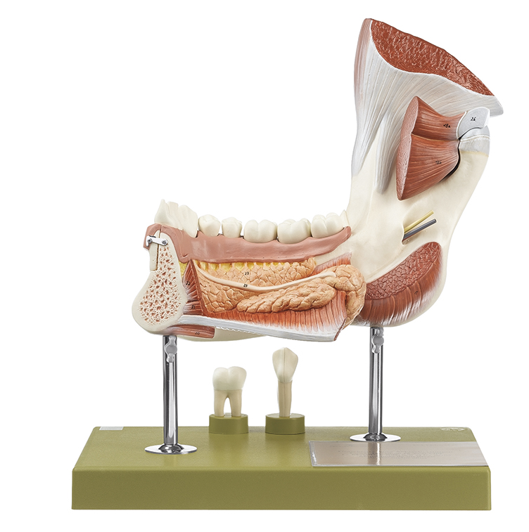 Somso Right Lower Jaw with Muscles, Anatomical Model