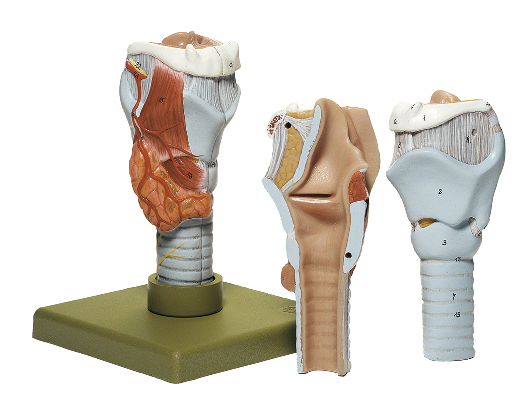 GS3 - Larynx