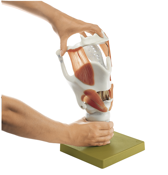 GS10 - Functional Model of the Larynx