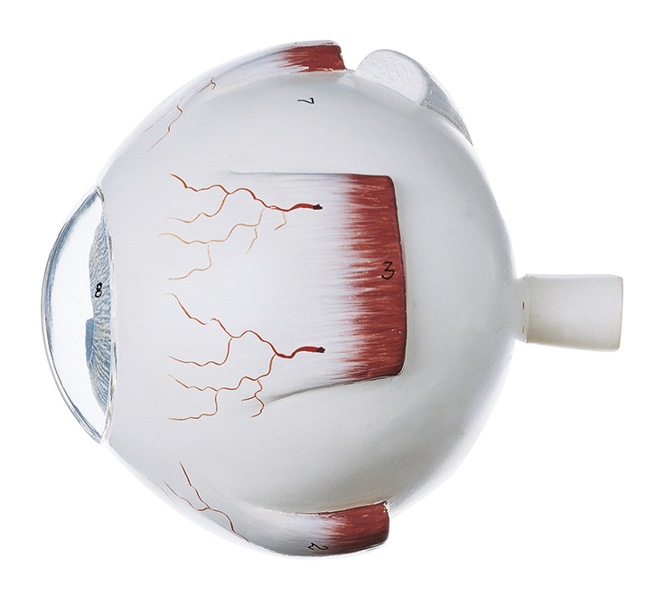 CS13 - Eyeball