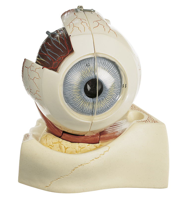CS10 - Eyeball