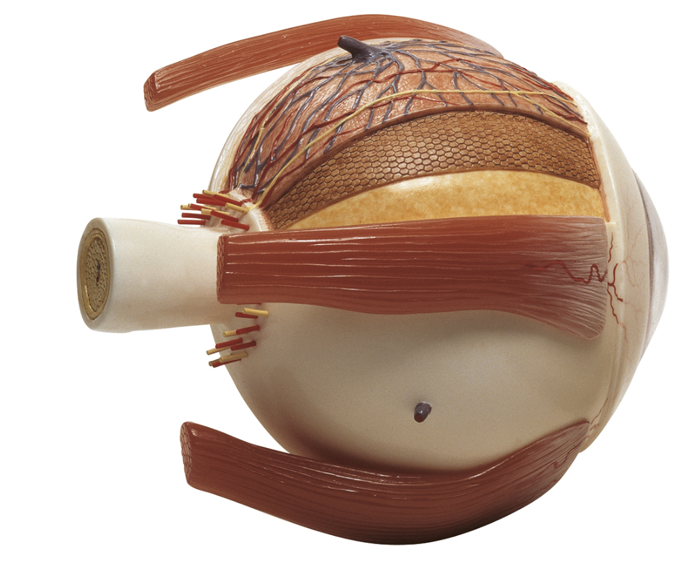 CS21/1 - Right Half of the Human Eye on a Base