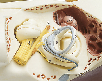 Somso Ear with Pinna, Anatomical Model