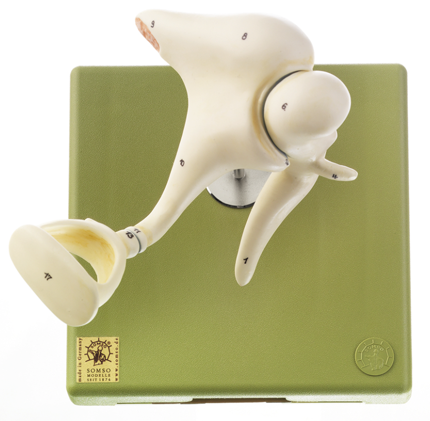 Somso Ossicles, Anatomical Model