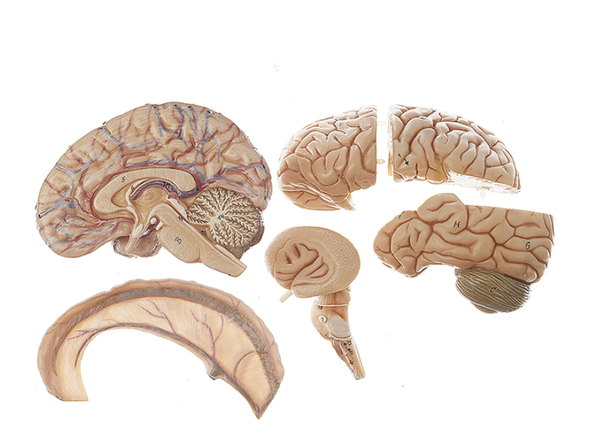 Somso Model of Brain