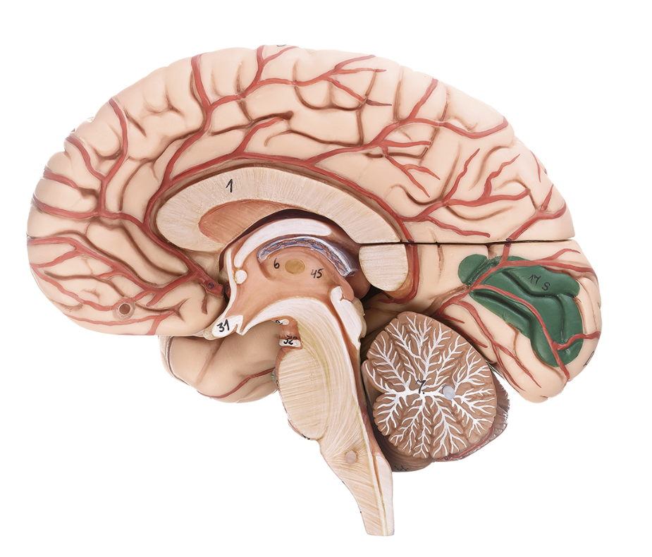 Somso Brain model with Arteries, Falx Cerebri