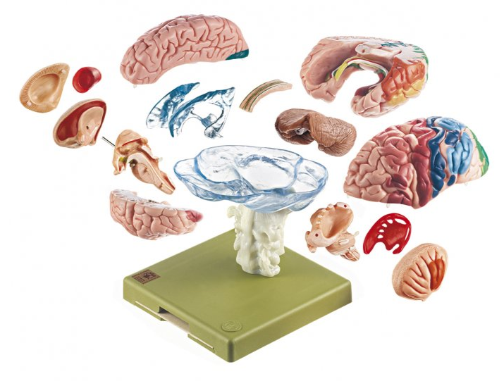 Somso Model of Brain with Indicated Cytoarchitectural Areas
