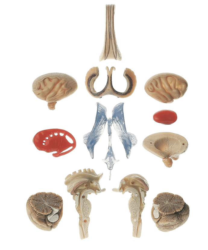 Somso Transparent Brain Model