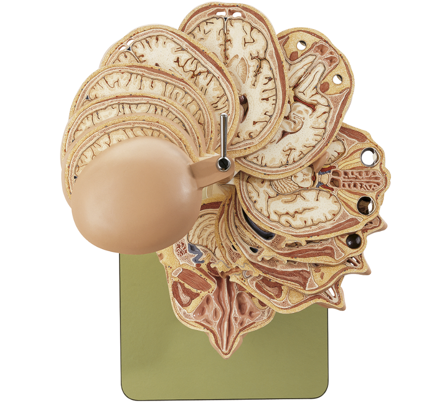 Somso Anatomical Sectional Model of the Head (combined with ...