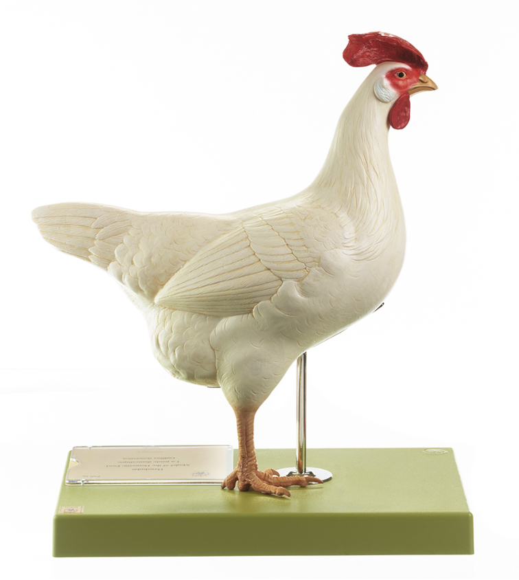 ZoS26 - Domestic Hen