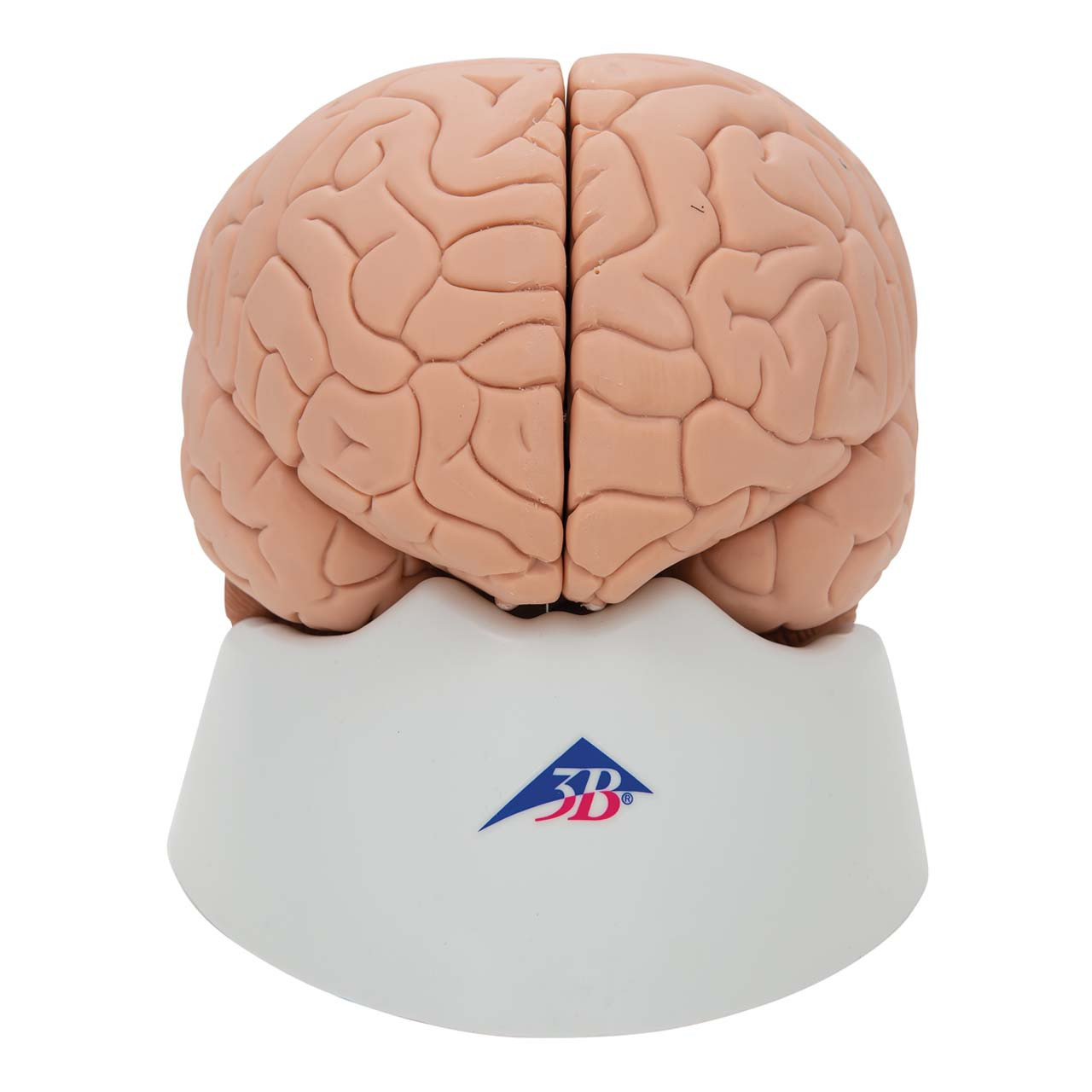 3B Scientific Brain Model | Human Brain Models