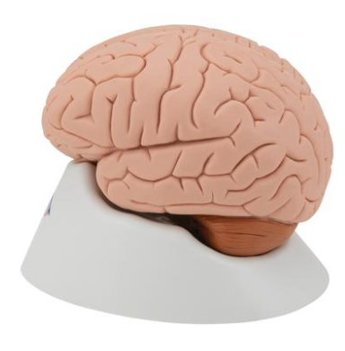 Anatomy Models | 3B Scientific Brain Model