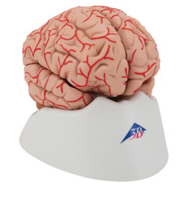 3B Scientific Brain with Arteries, 9 part | Anatomical Model