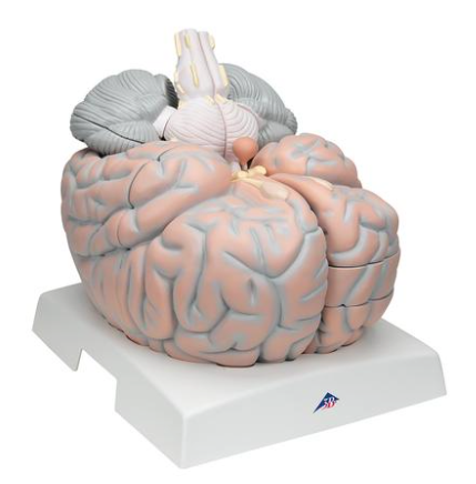 3B Scientific Giant Brain, Anatomical Model