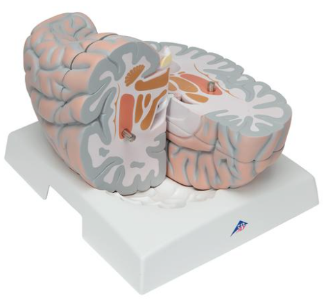 3B Scientific Giant Brain, Anatomical Model