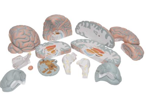 3B Scientific Giant Brain, Anatomical Model