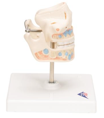 3B Scientific Milk Dentures | Anatomical Model