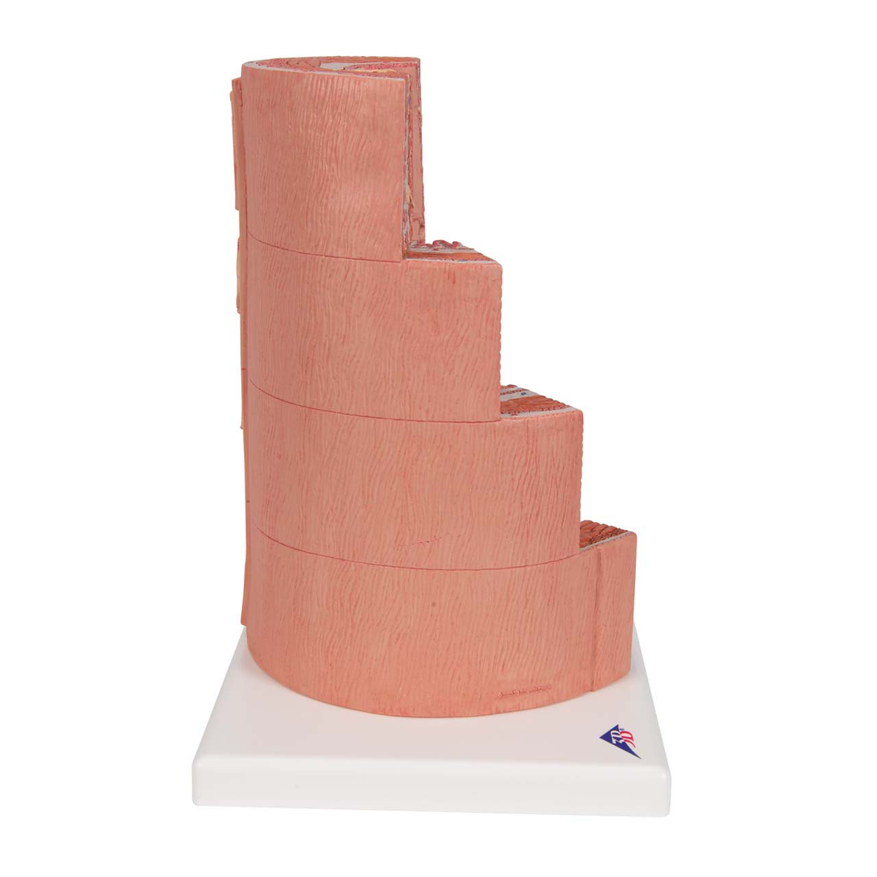 3B Scientific MICRO anatomy Digestive System | Anatomical Model