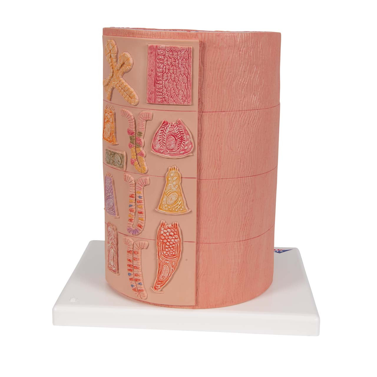 3B Scientific MICRO anatomy Digestive System | Anatomical Model