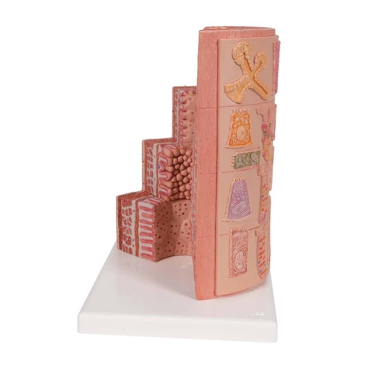 3B Scientific MICRO anatomy Digestive System | Anatomical Model