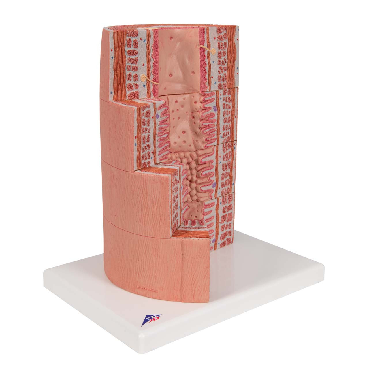 3B Scientific MICRO anatomy Digestive System | Anatomical Model