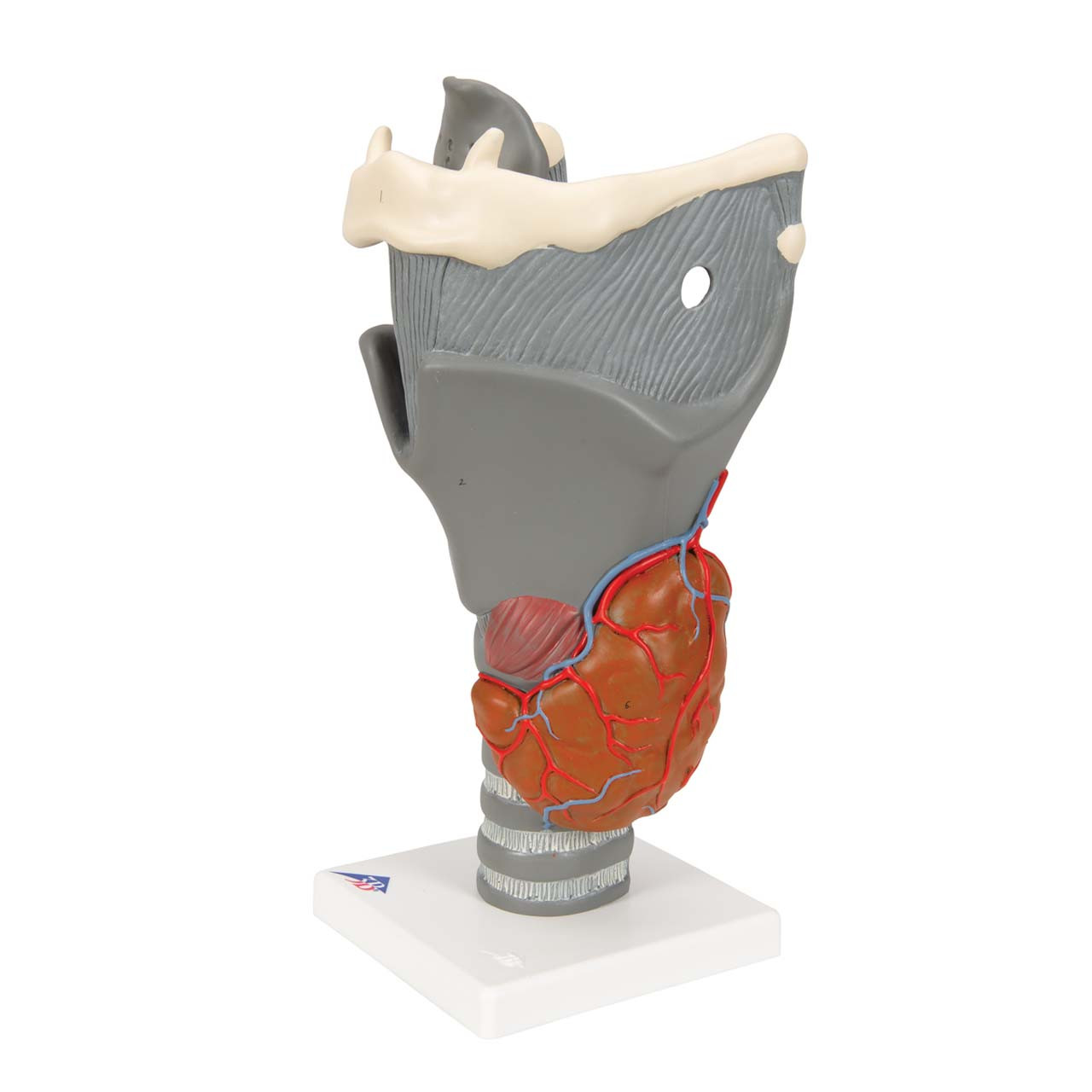 1013870 - Functional Larynx Model, 2.5 times full-size