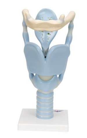 1001242 - Functional Larynx Model, 3 times full-size