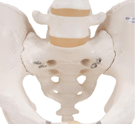 1000133 - Male Pelvis Skeleton
