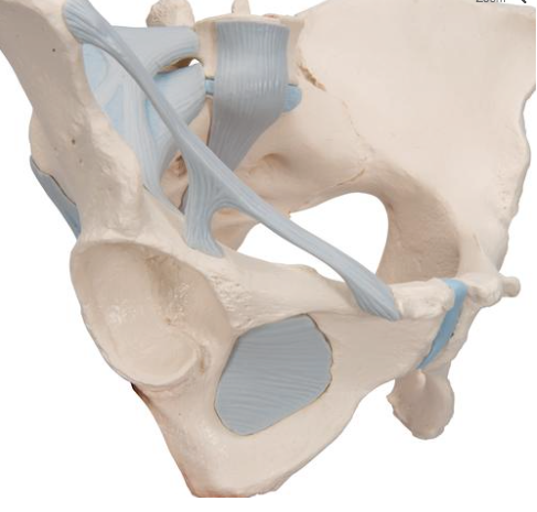 1000286 - Female Pelvis Skeleton Model with Ligaments, 3 part