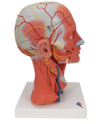 3B Scientific Head and Neck Musculature, 5 part, Anatomical Model