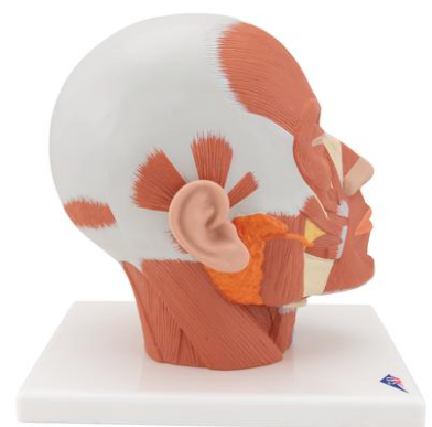 3B Scientific Head Musculature, Anatomical Model